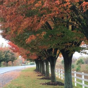 Contact Us | Raspberry Falls